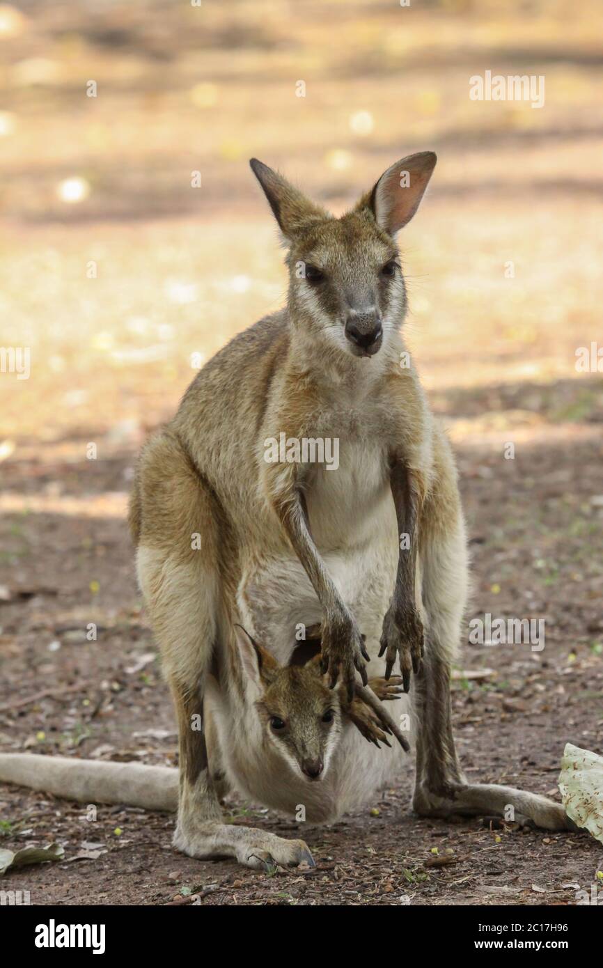 Agile wallaby mother with baby in its pouch, Northern Territory ...