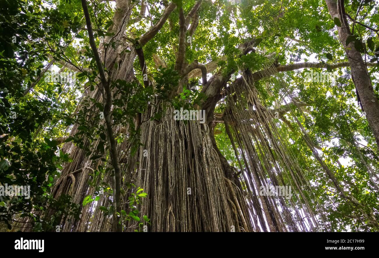 Majestic Curtain fig tree in the rainforest, Yungaburra, Atherton ...