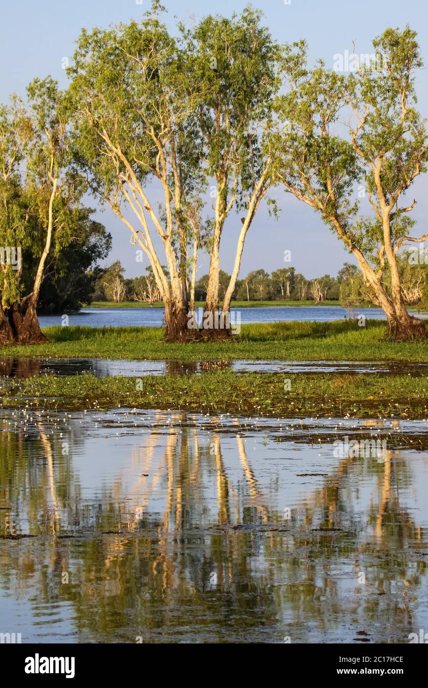Morning mood with Paperbark trees reflecting in the glassy billabong ...