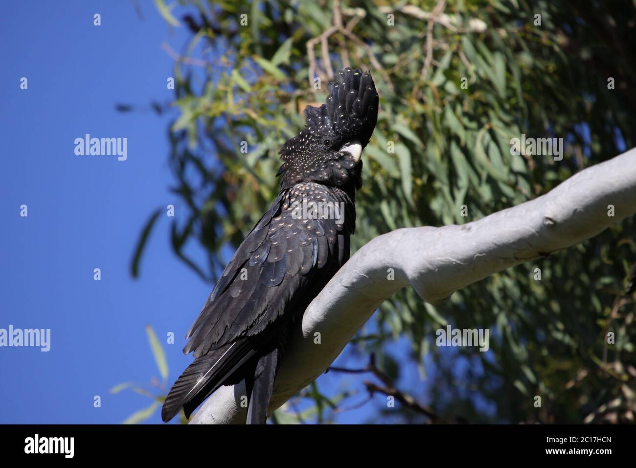 Red tailed black cockatoo perching on a branch, Paluma Range National ...