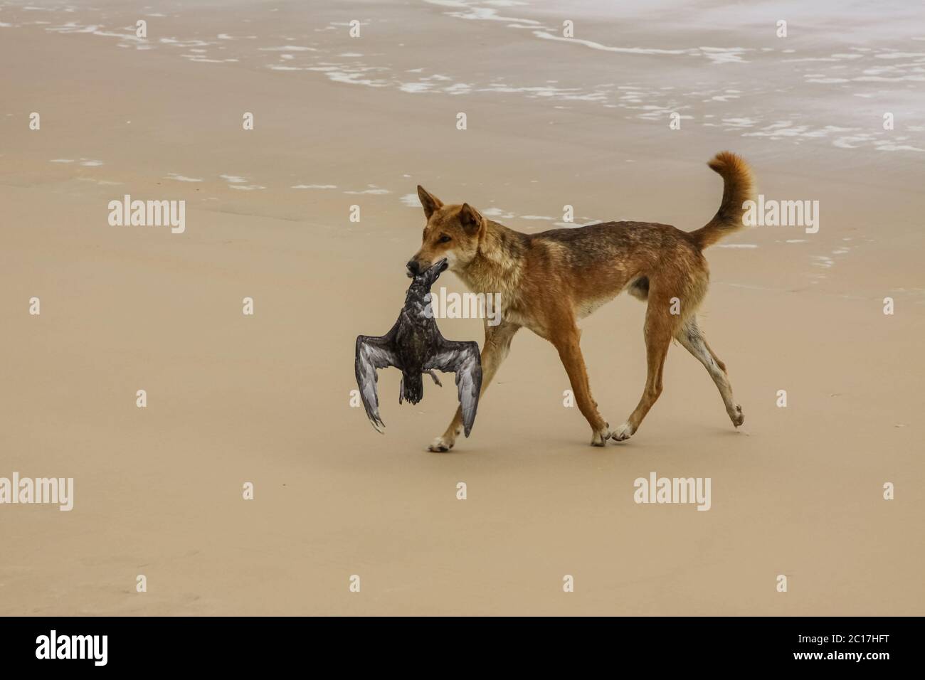 Australian dingo with its prey, a bulwers petrel at 75 mile beach ...