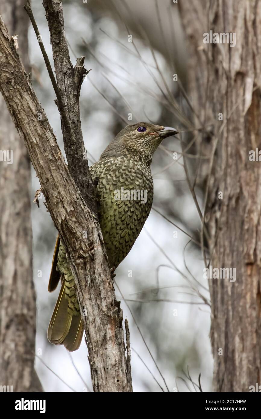 Bowerbird beak hi-res stock photography and images - Alamy