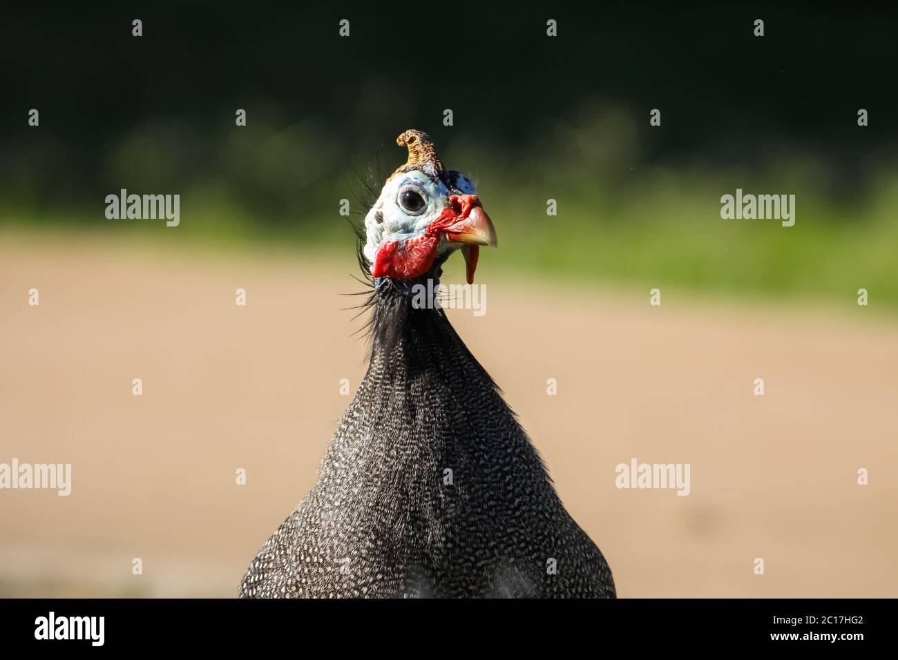 Close up of a Helmetd guinea fowl, Queensland Australia Stock Photo - Alamy