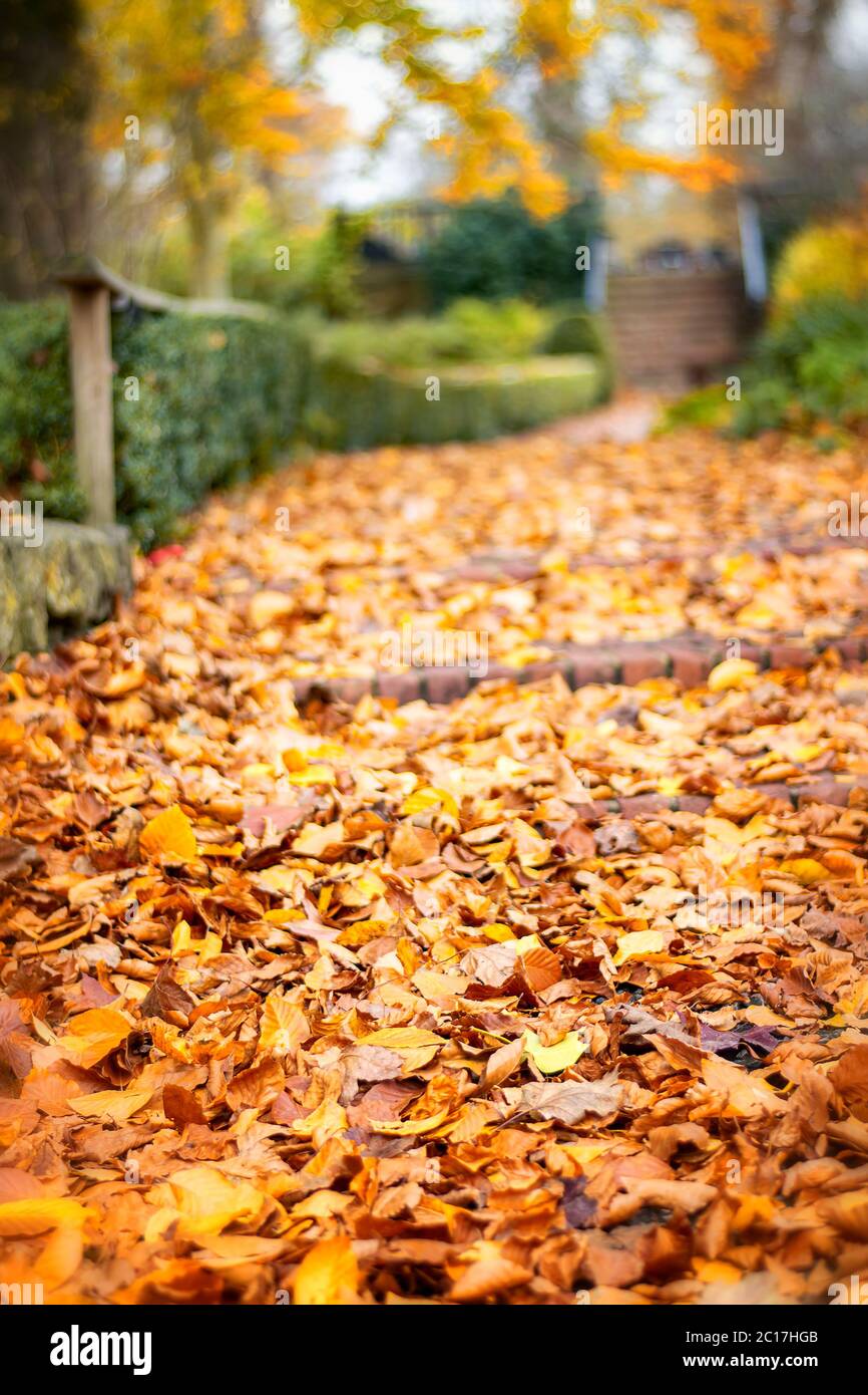 Leaf covered walkway hi-res stock photography and images - Alamy