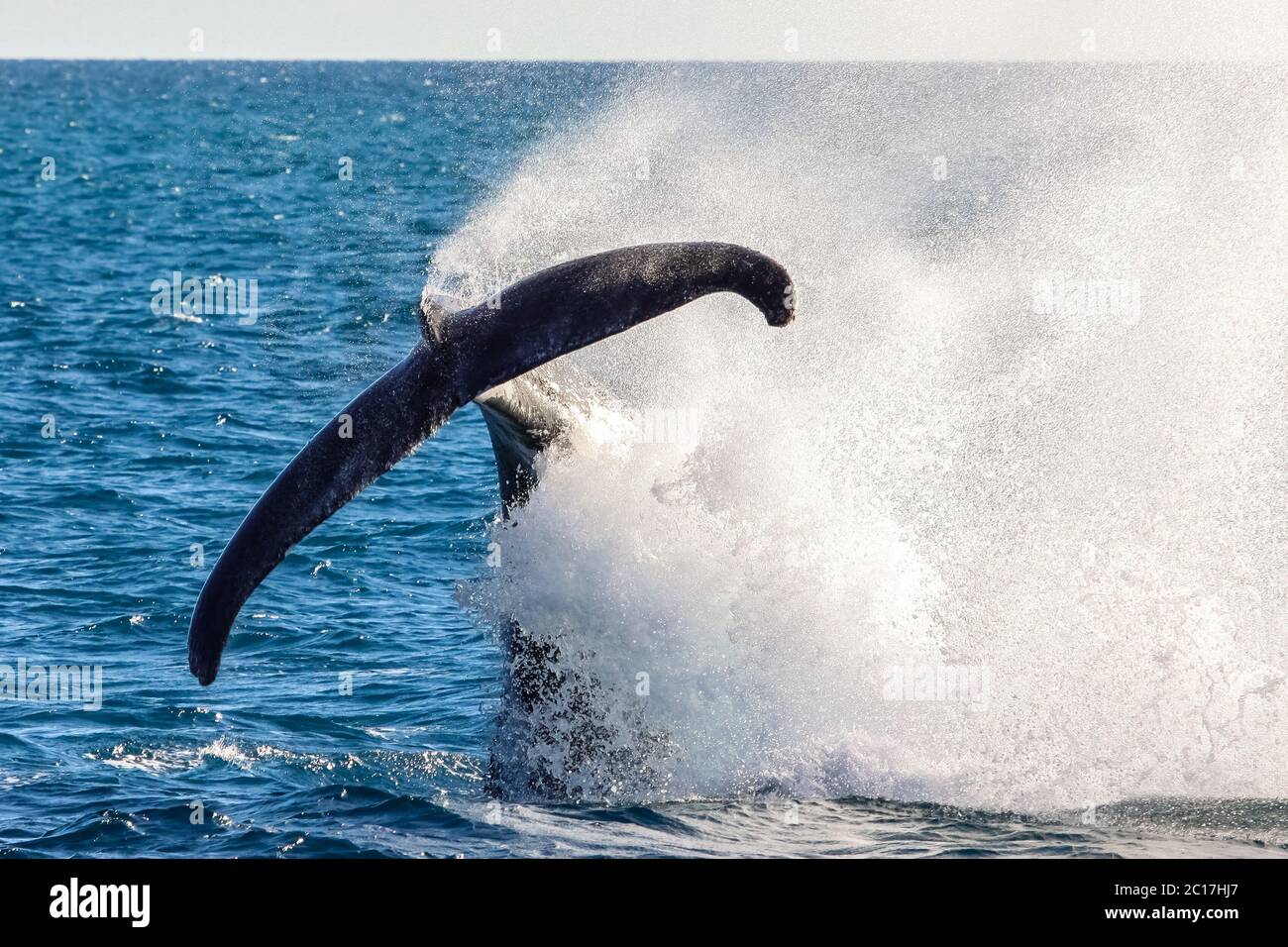 Humpback whale tail slapping hi-res stock photography and images - Alamy