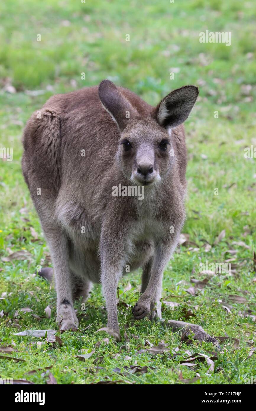 Close up of an Eastern grey kangaroo, facing, Girraween National Park ...