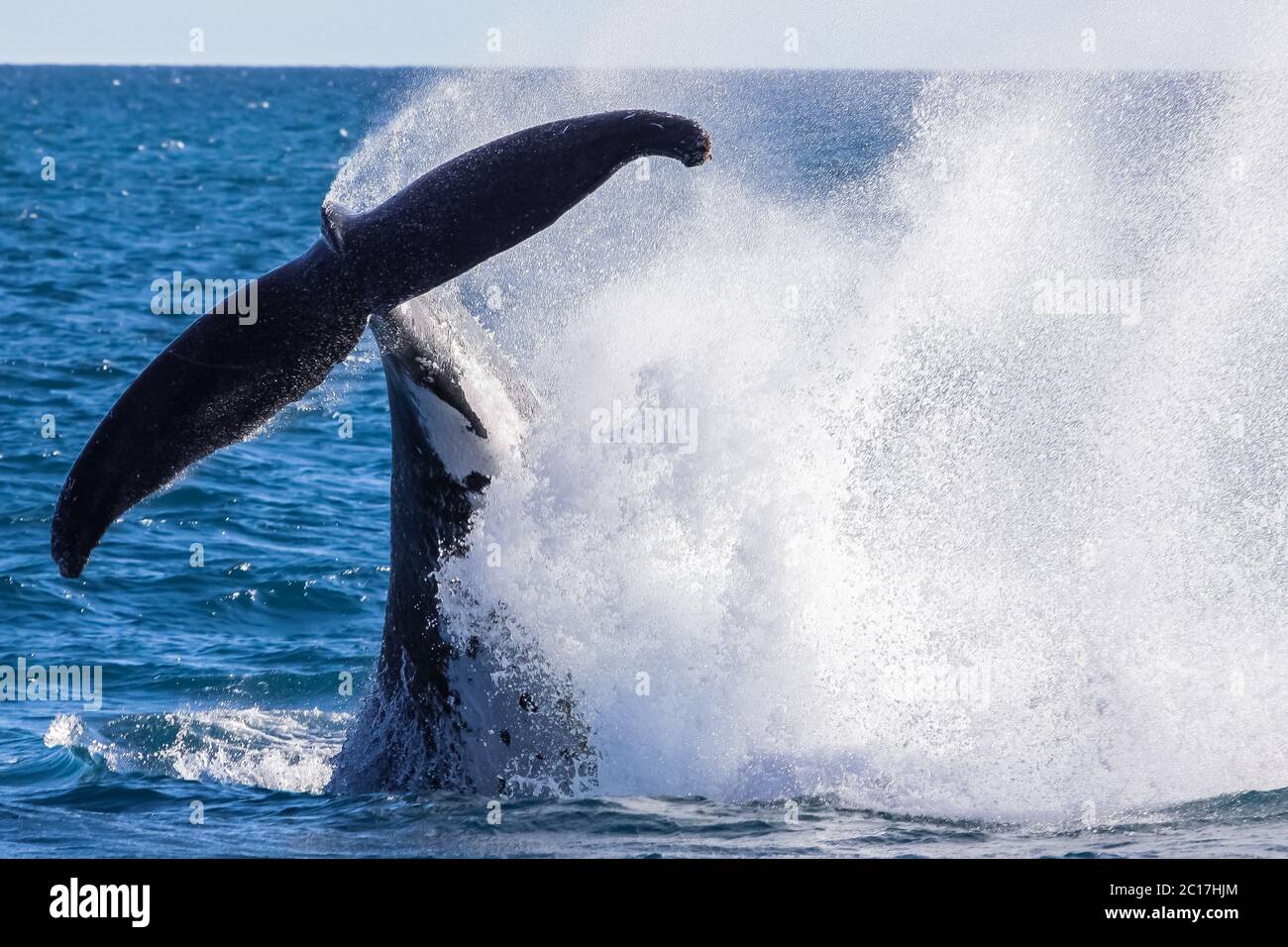Humpback whale tail slapping hi-res stock photography and images - Alamy