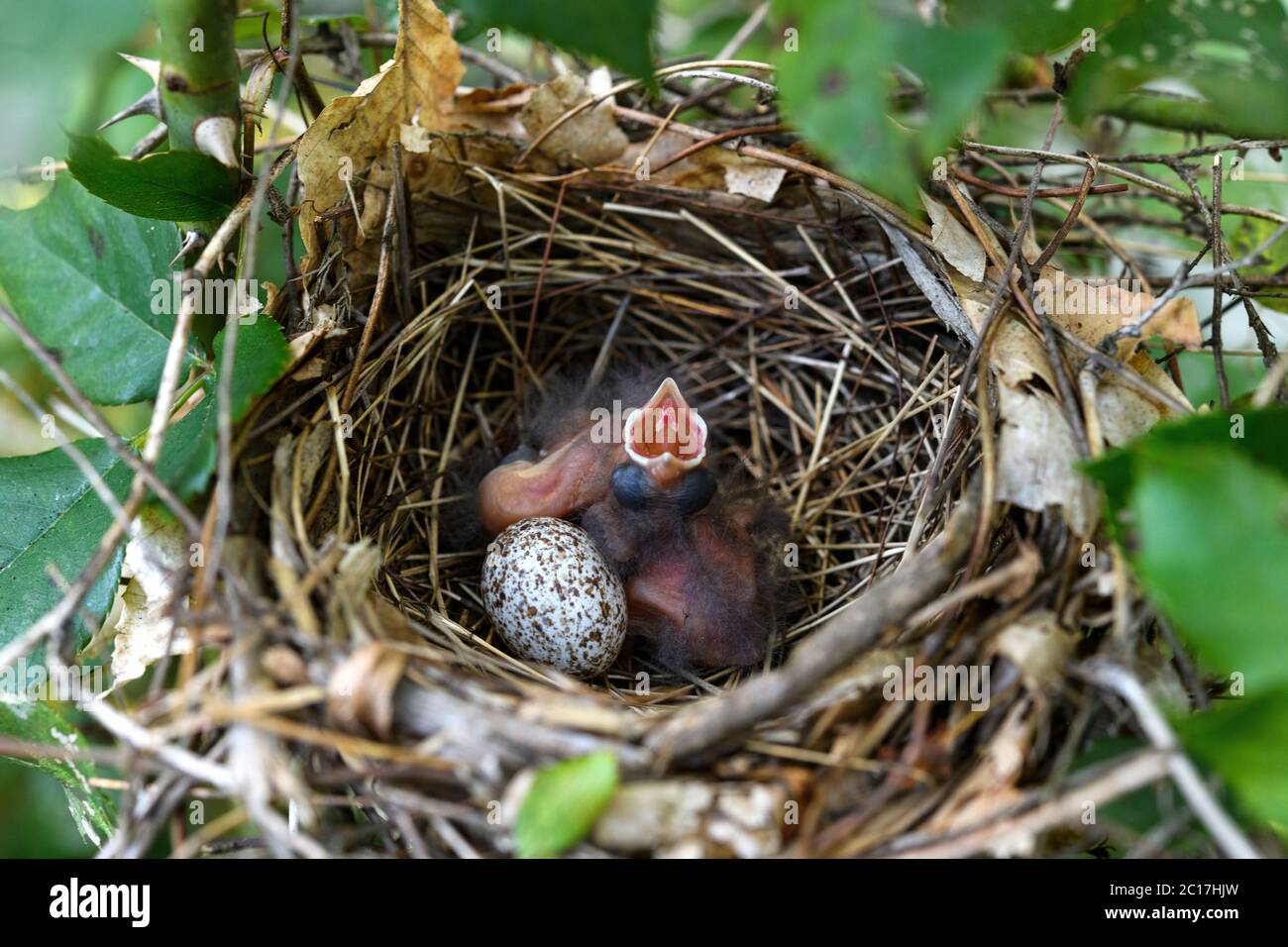 Newborn cardinals in nest and egg Stock Photo - Alamy
