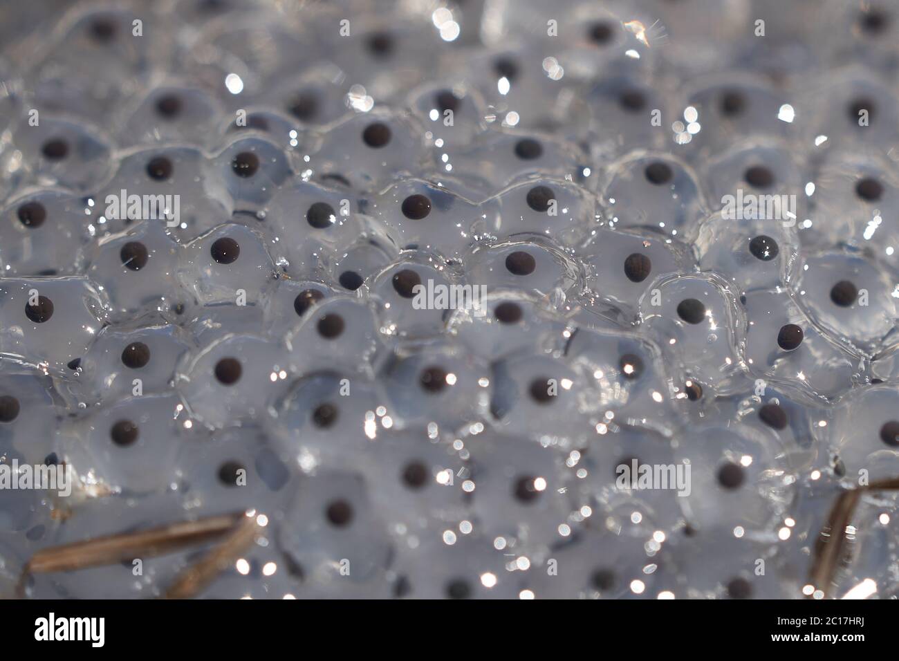 Toad mountain hi-res stock photography and images - Alamy