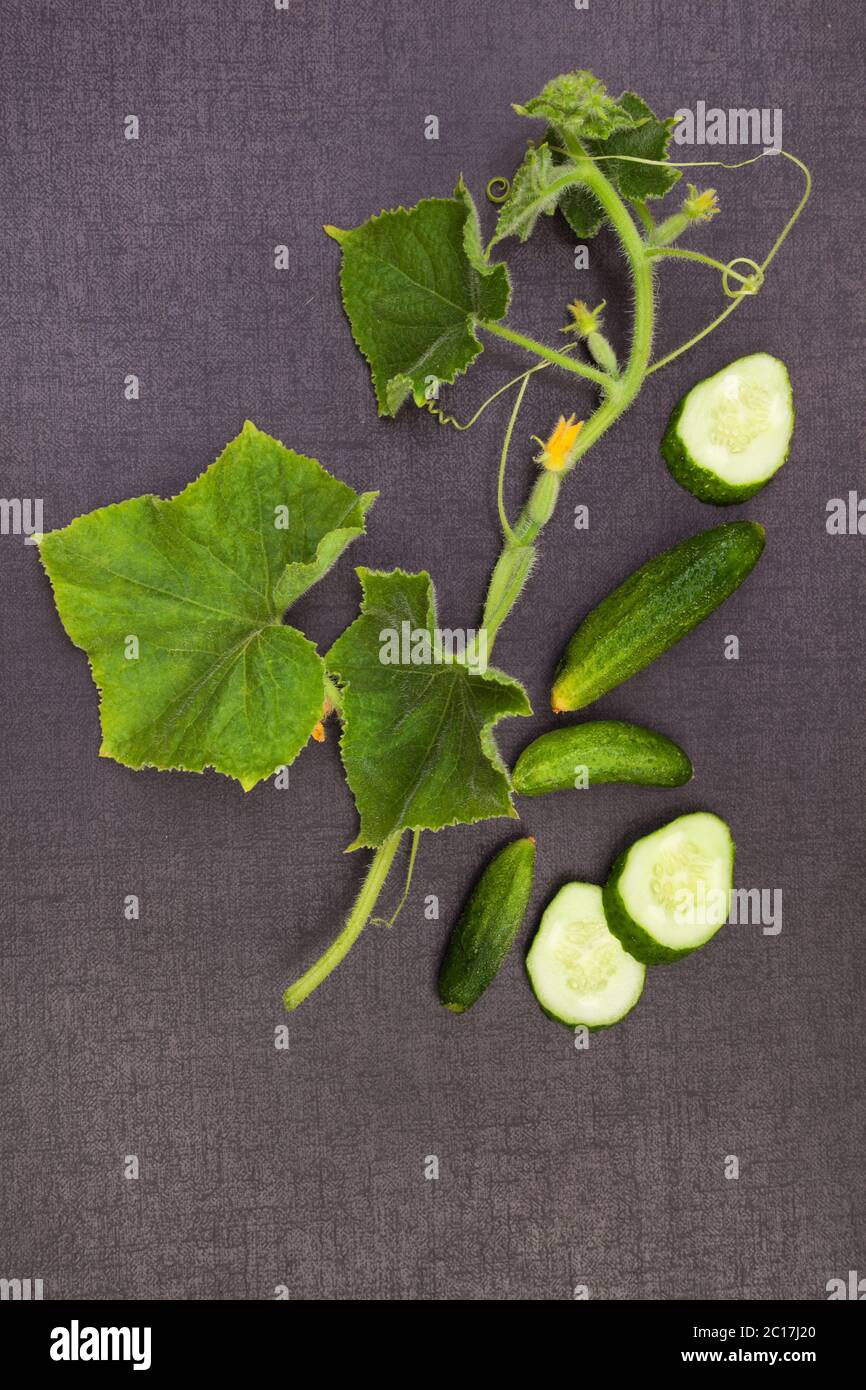 Cucumber plant and fruit Stock Photo - Alamy