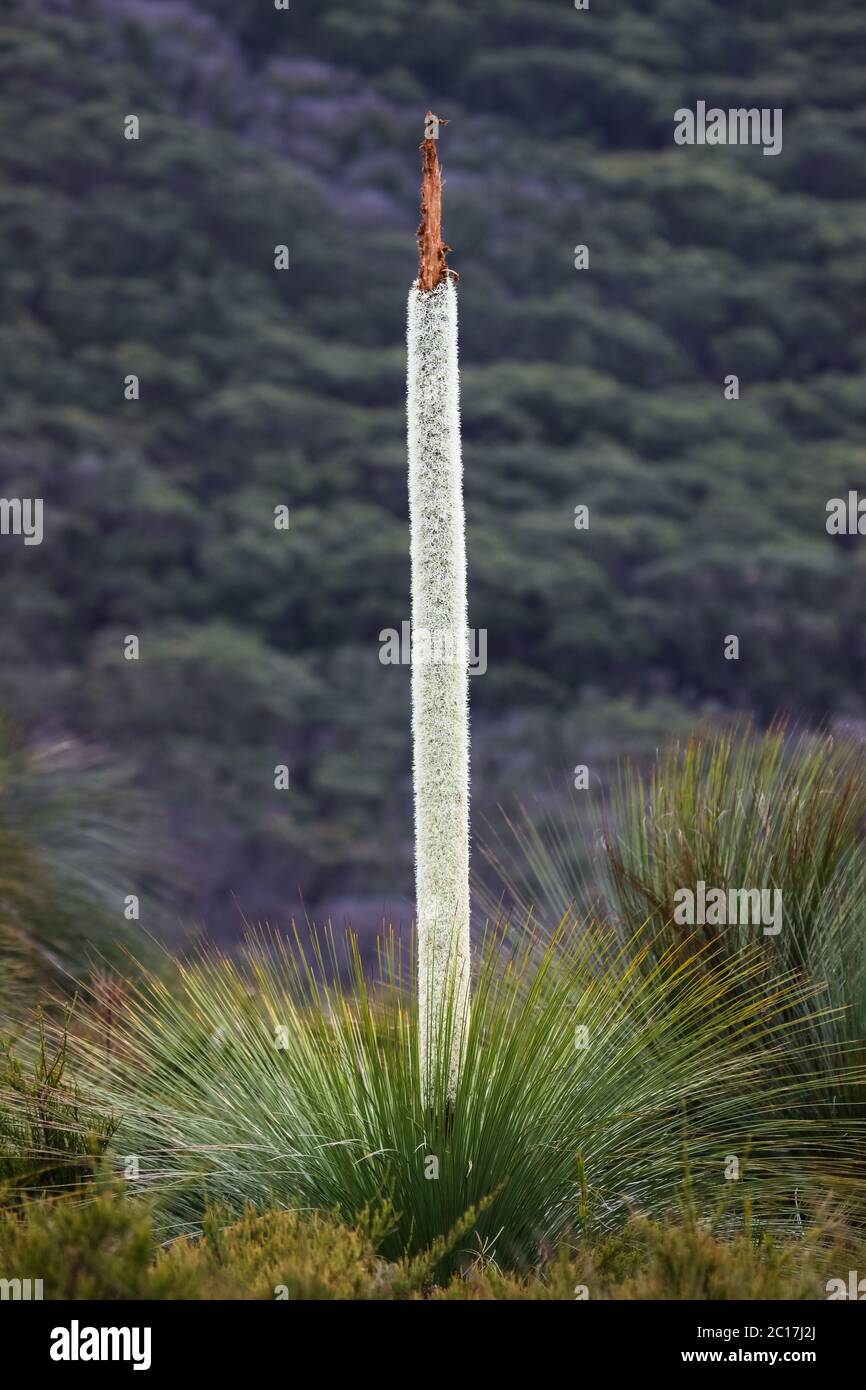 Lilly pilly tree hi-res stock photography and images - Alamy