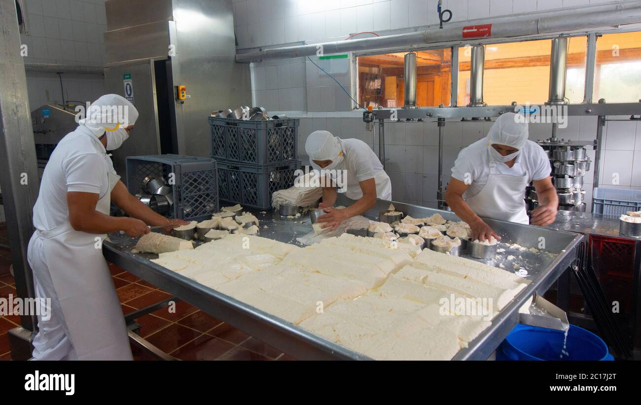 Zuleta, Imbabura / Ecuador - November 9 2018: Laborer placing the ...