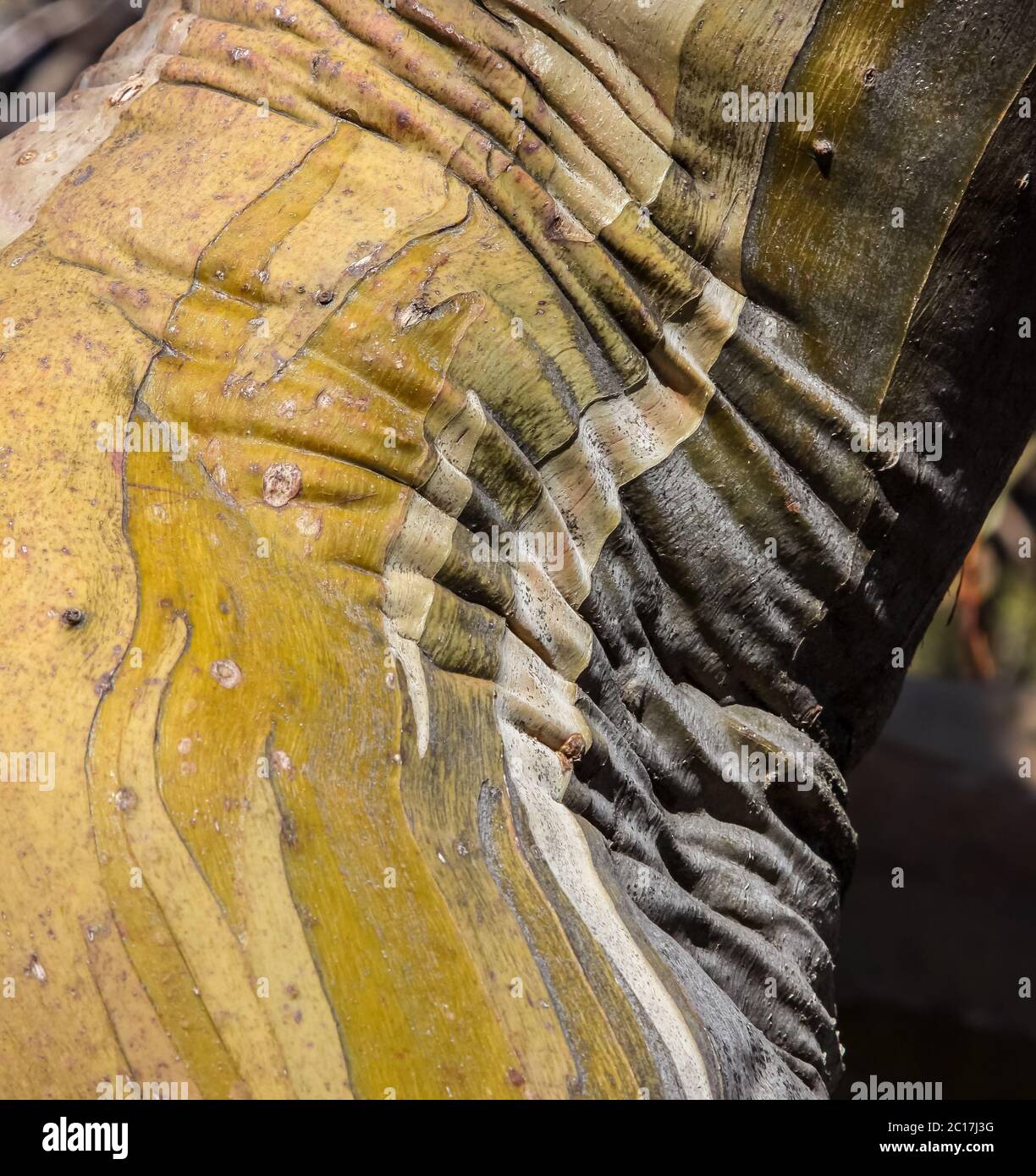 Snow gum hi-res stock photography and images - Alamy