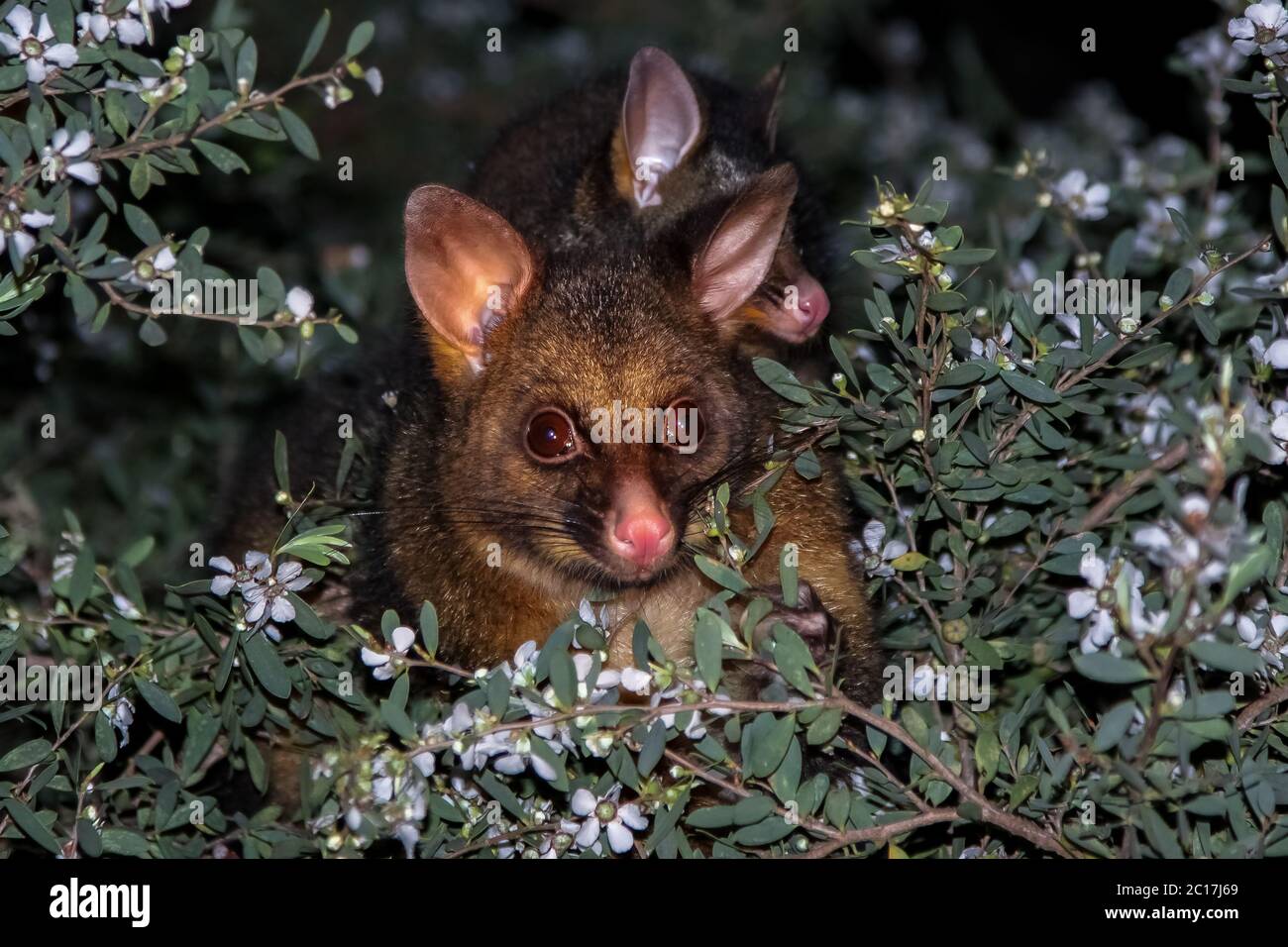 Baby possum hi-res stock photography and images - Alamy