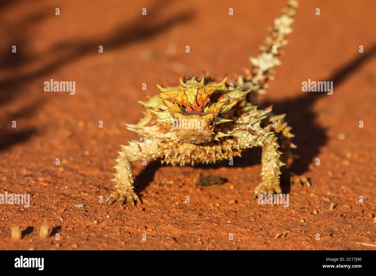 Close up of a Thorny Devil in the Australian outback, facing, Northern ...