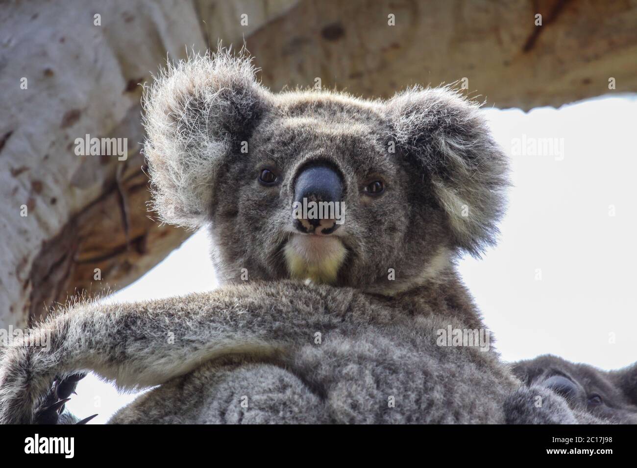 Close up of a Koala sitting on a branch of an eucalyptus tree, facing ...