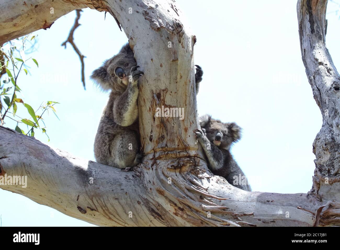 Koala mother and baby hiding behind a branch of an eucalyptus tree ...
