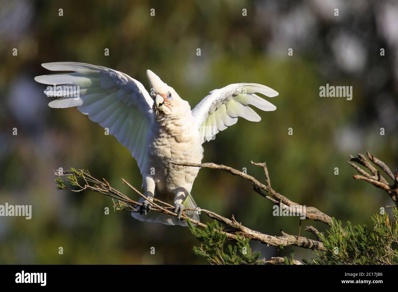 An australian little corella close up hi-res stock photography and ...