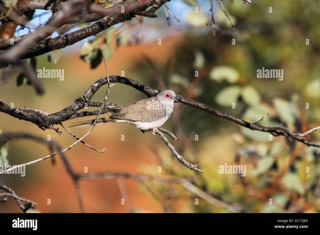 Birds of the northern territory hi-res stock photography and images - Alamy