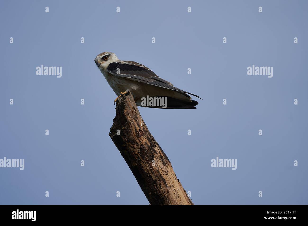black-winged kite Elanus caeruleus also known as the black-shouldered ...
