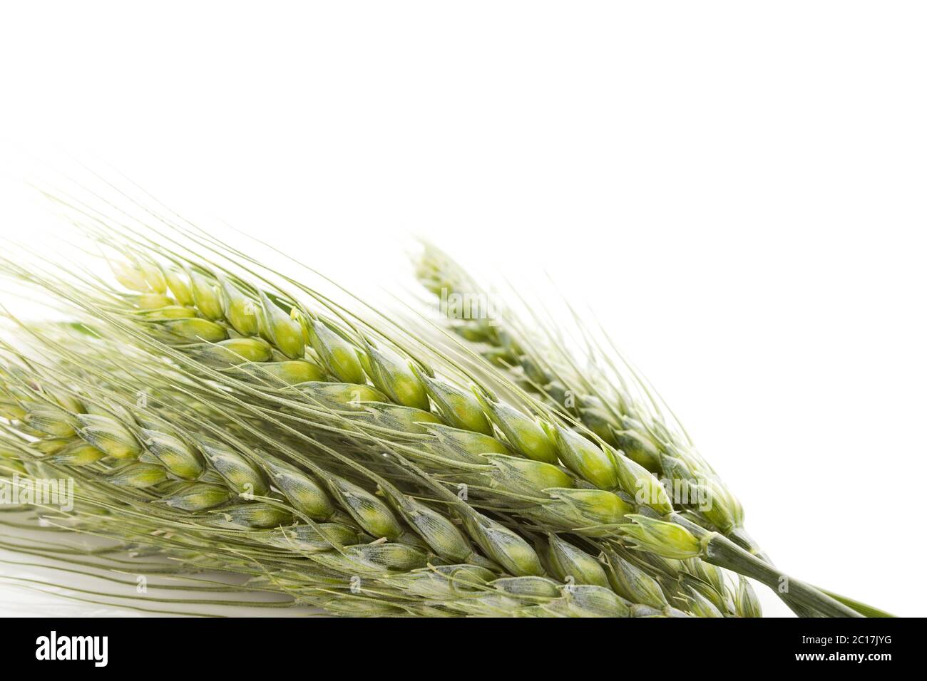 Green wheat isolated on white Stock Photo - Alamy