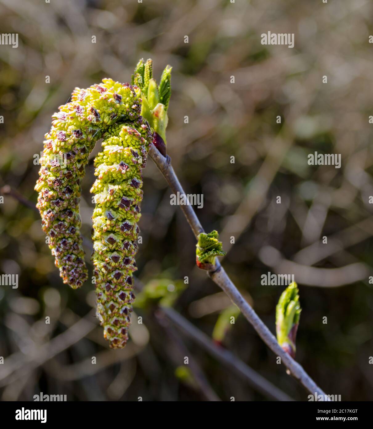Green alder (Alnus alnobetula Stock Photo - Alamy