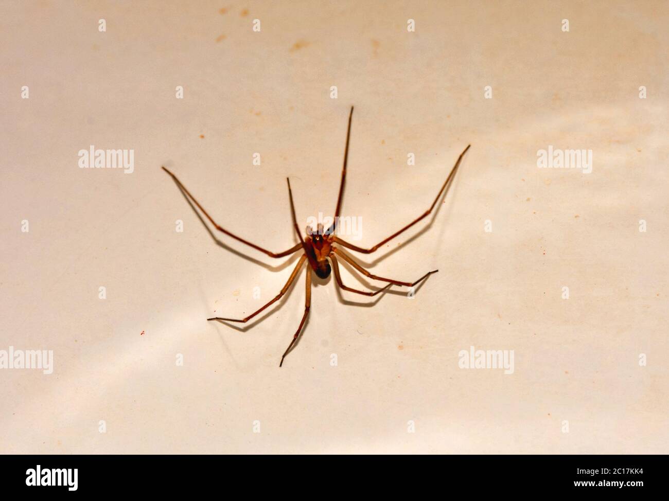 Spider on The Wall Stock Photo - Alamy