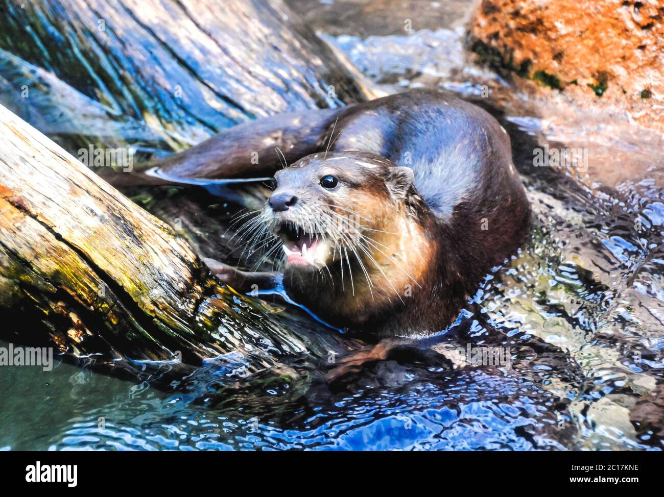 Mammal Nutria Aonix Cinerea Stock Photo - Alamy