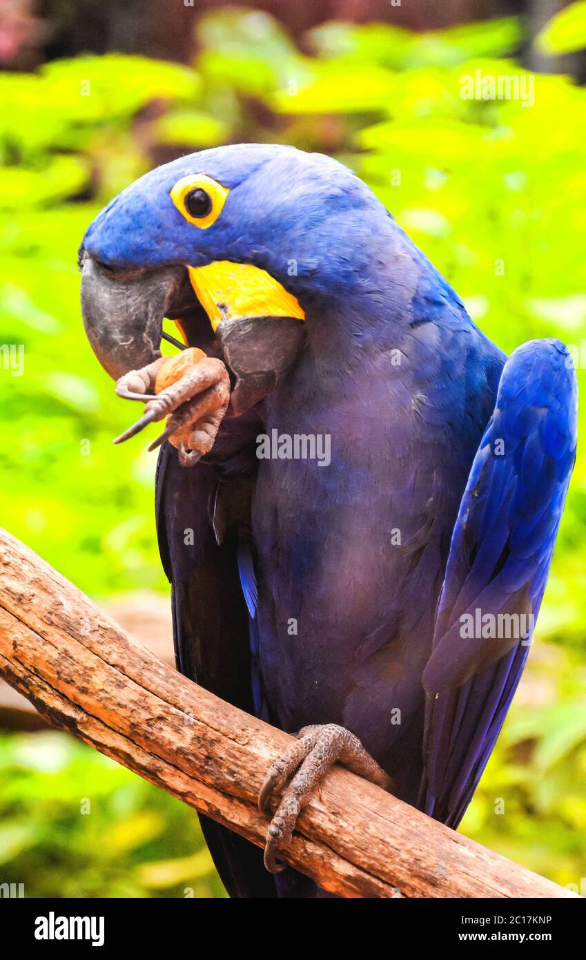 Colored Tropical Parrot Stock Photo - Alamy
