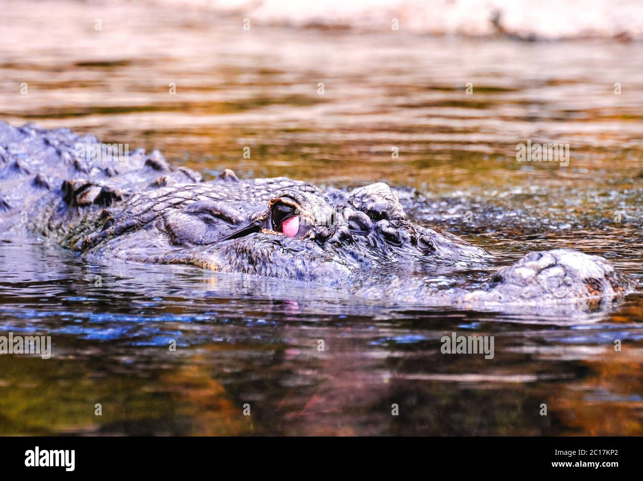Beautiful crocodile hi-res stock photography and images - Alamy