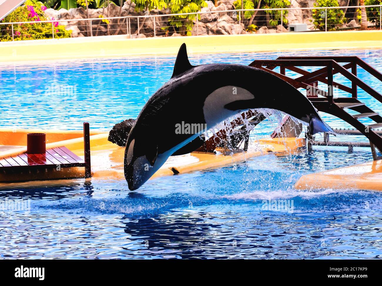 Mammal Orca Killer Whale Fish Stock Photo - Alamy