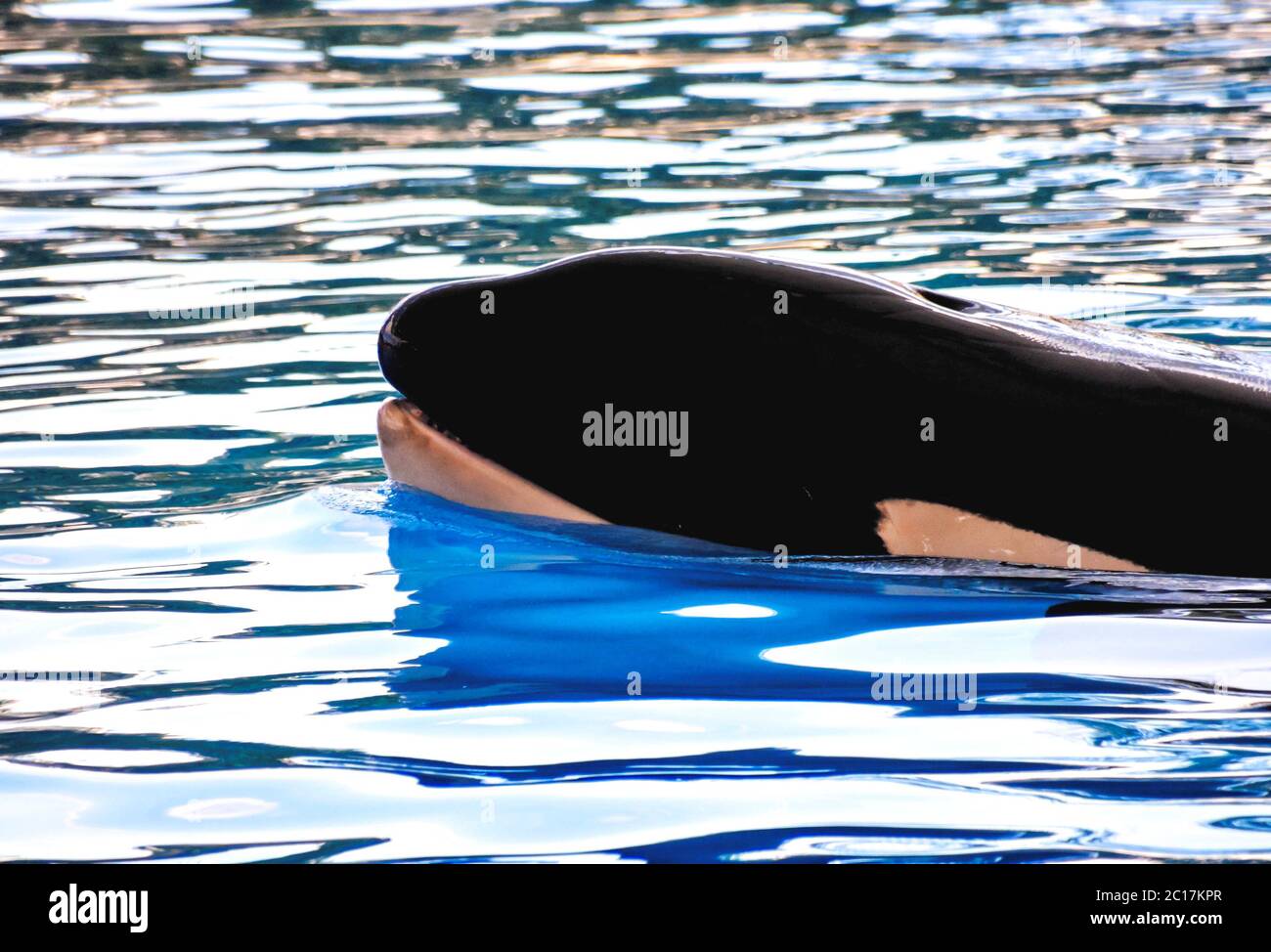 Mammal Orca Killer Whale Fish Stock Photo - Alamy