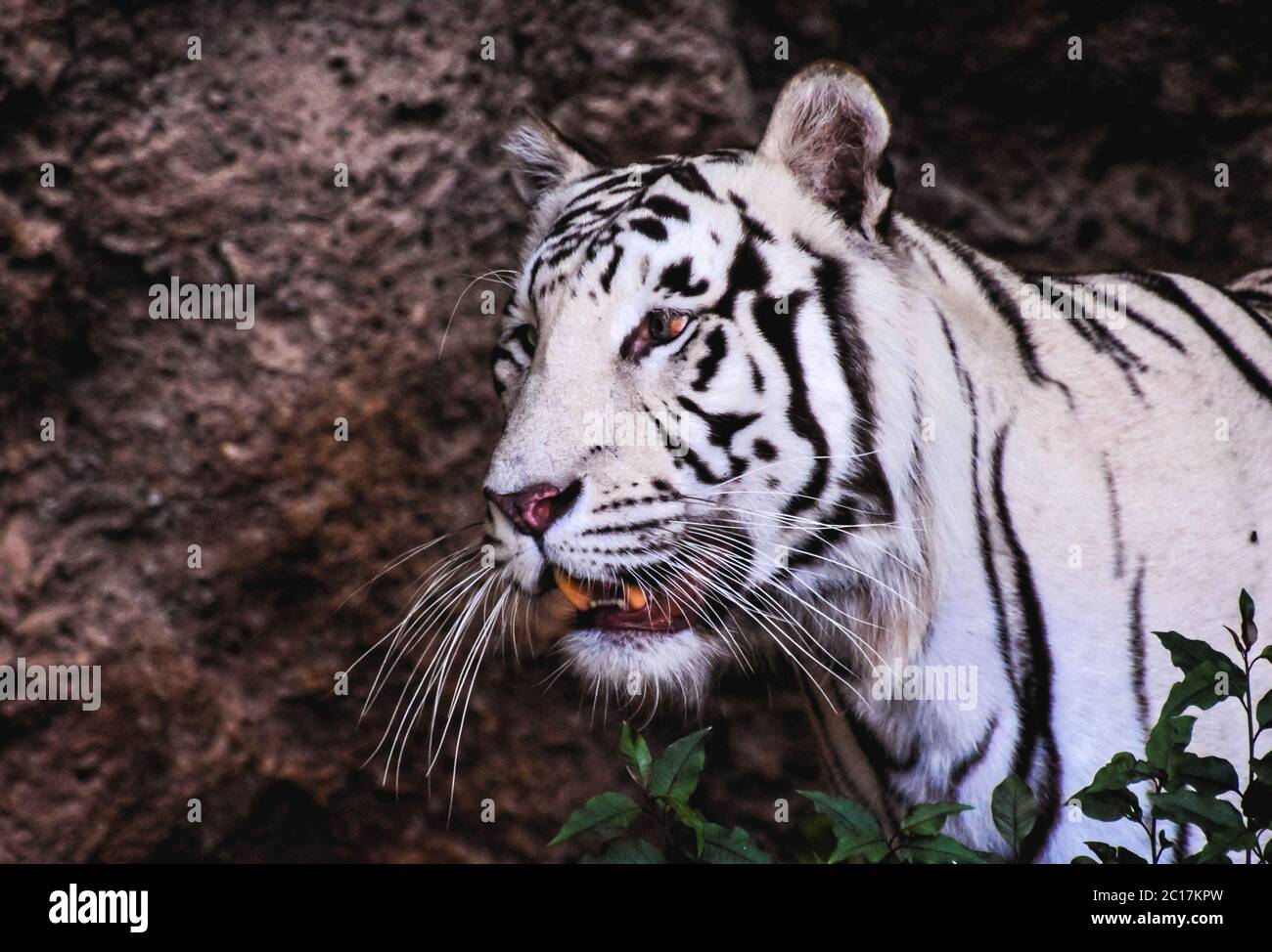 Rare White Tiger High Resolution Stock Photography and Images - Alamy