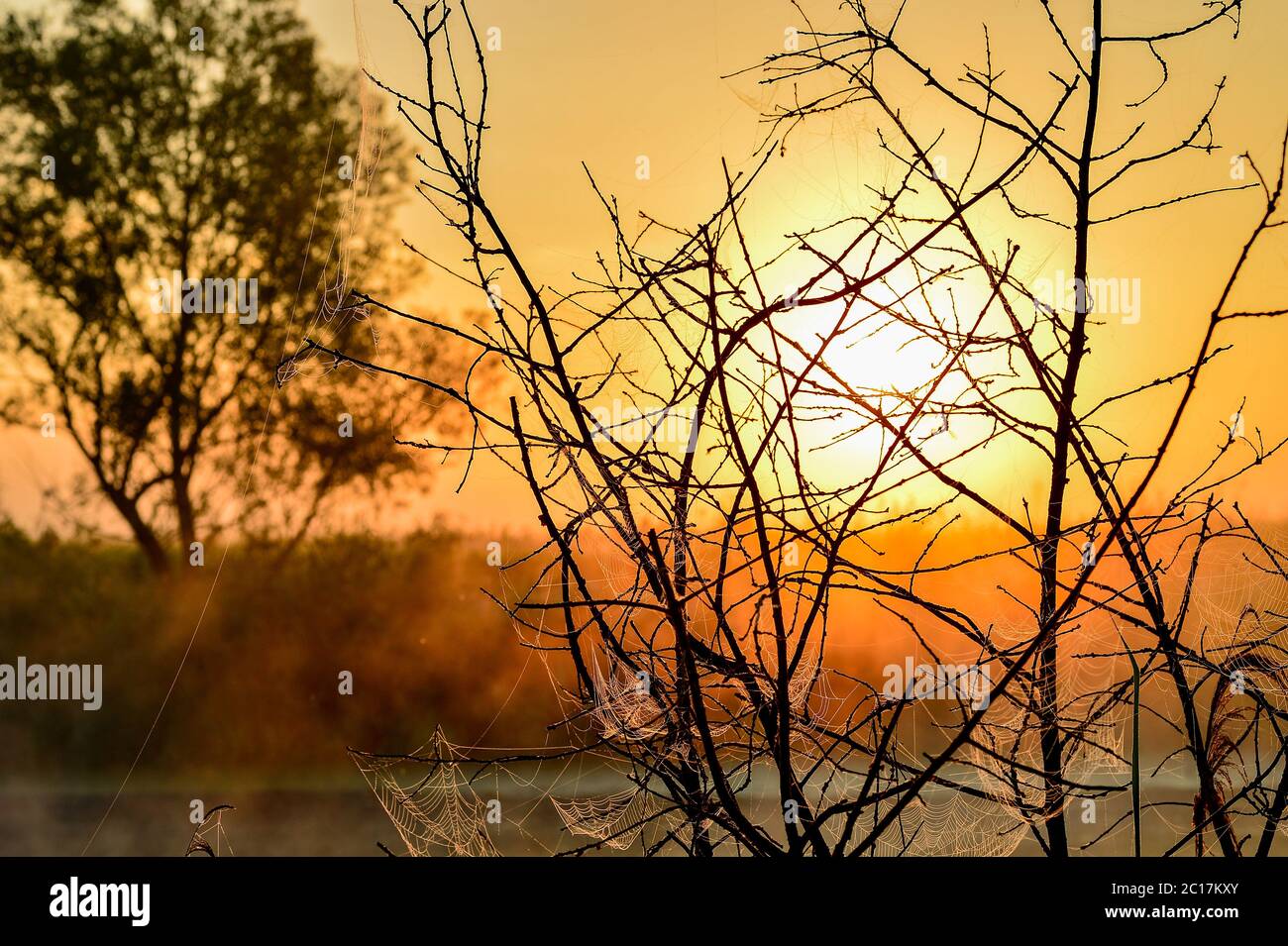 Sunrise with a tree hi-res stock photography and images - Alamy