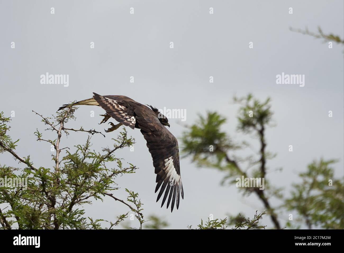 Crowned eagle African crowned eagle hawk Stephanoaetus coronatus Lake ...