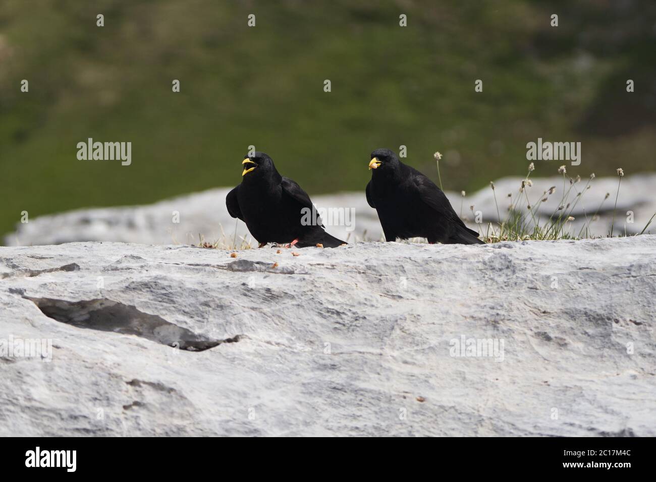 Alpine chough yellow billed Pyrrhocorax graculus crow Pyrrhocorax ...