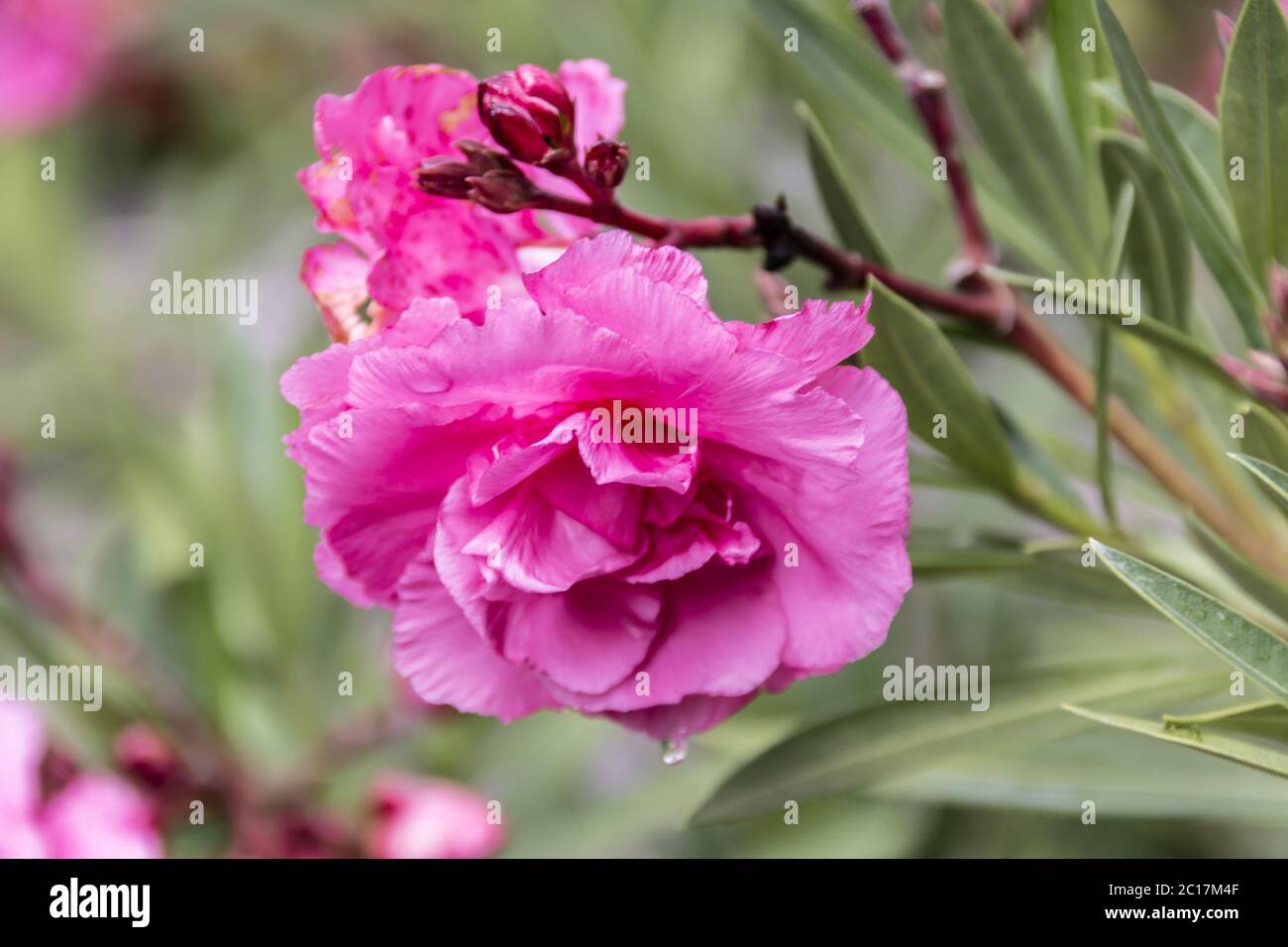 Baden baden germany baden wurttemberg rose hi-res stock photography and ...