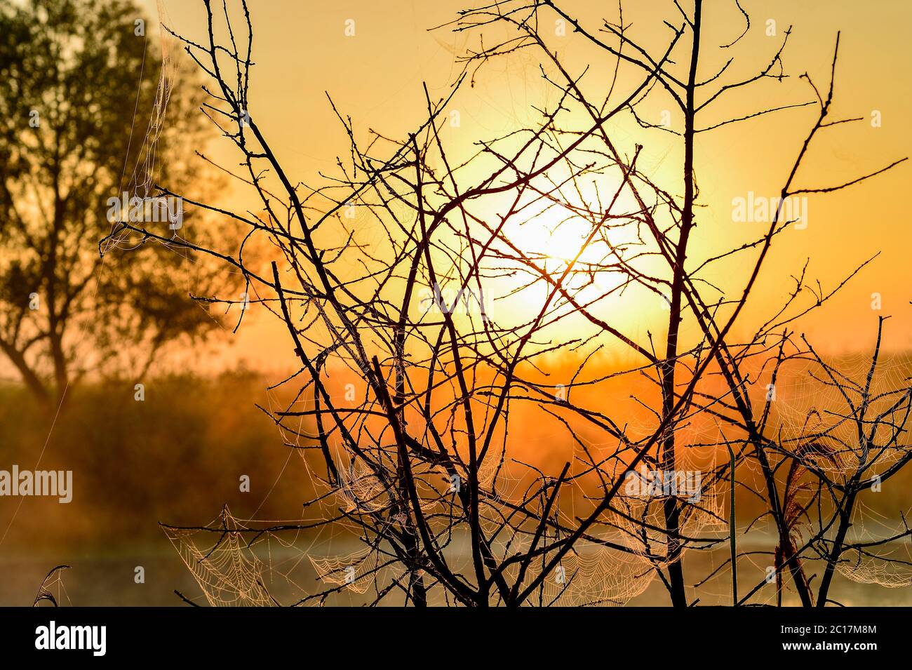 Sunrise with a tree hi-res stock photography and images - Alamy