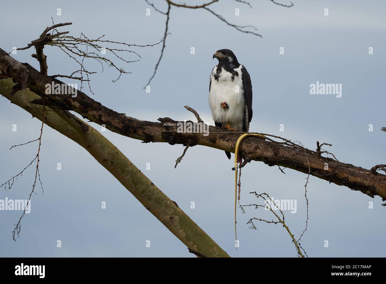 Augur buzzard Couple Buteo augurarge African bird of prey with catch ...