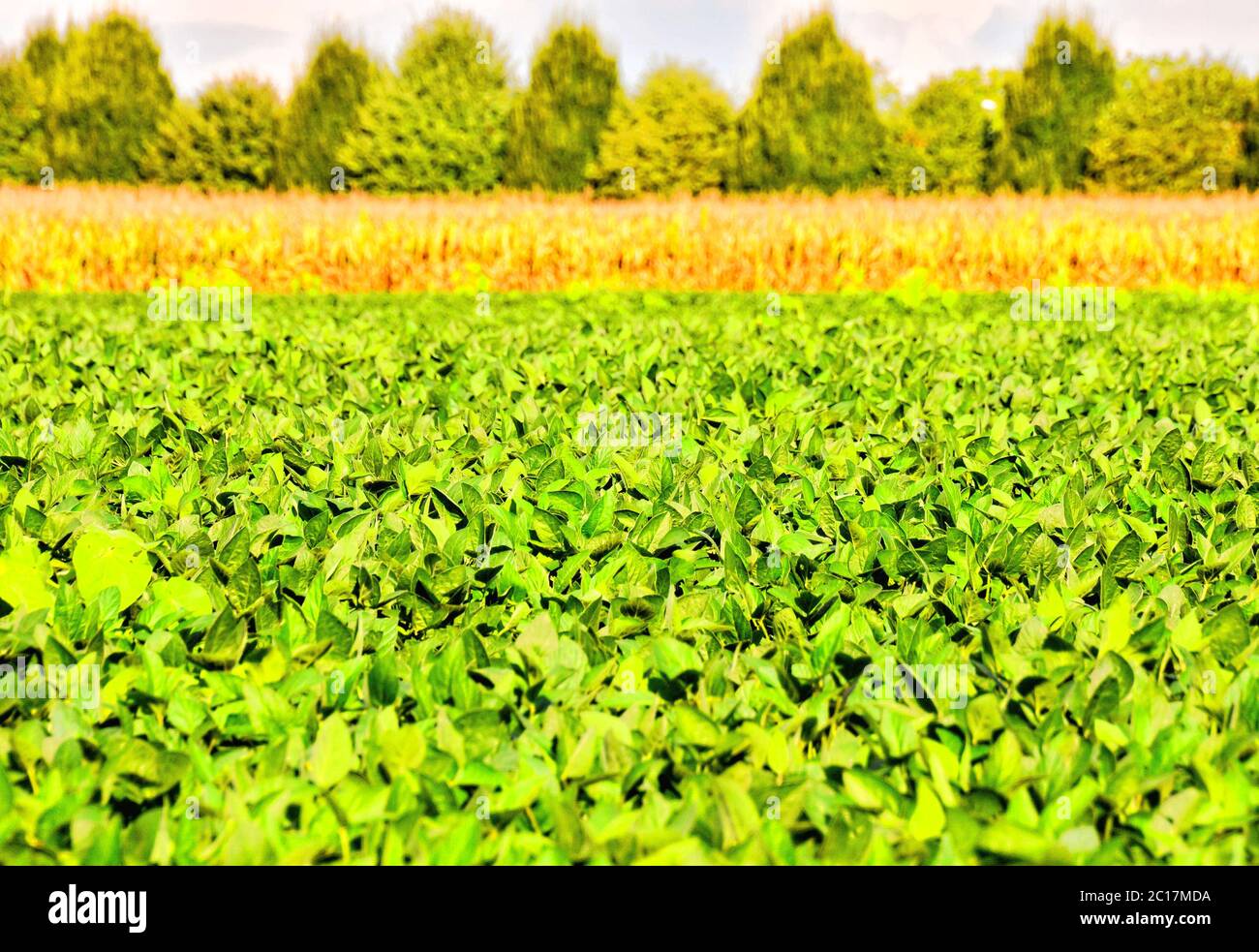 Soy Bean Plant Field Stock Photo - Alamy