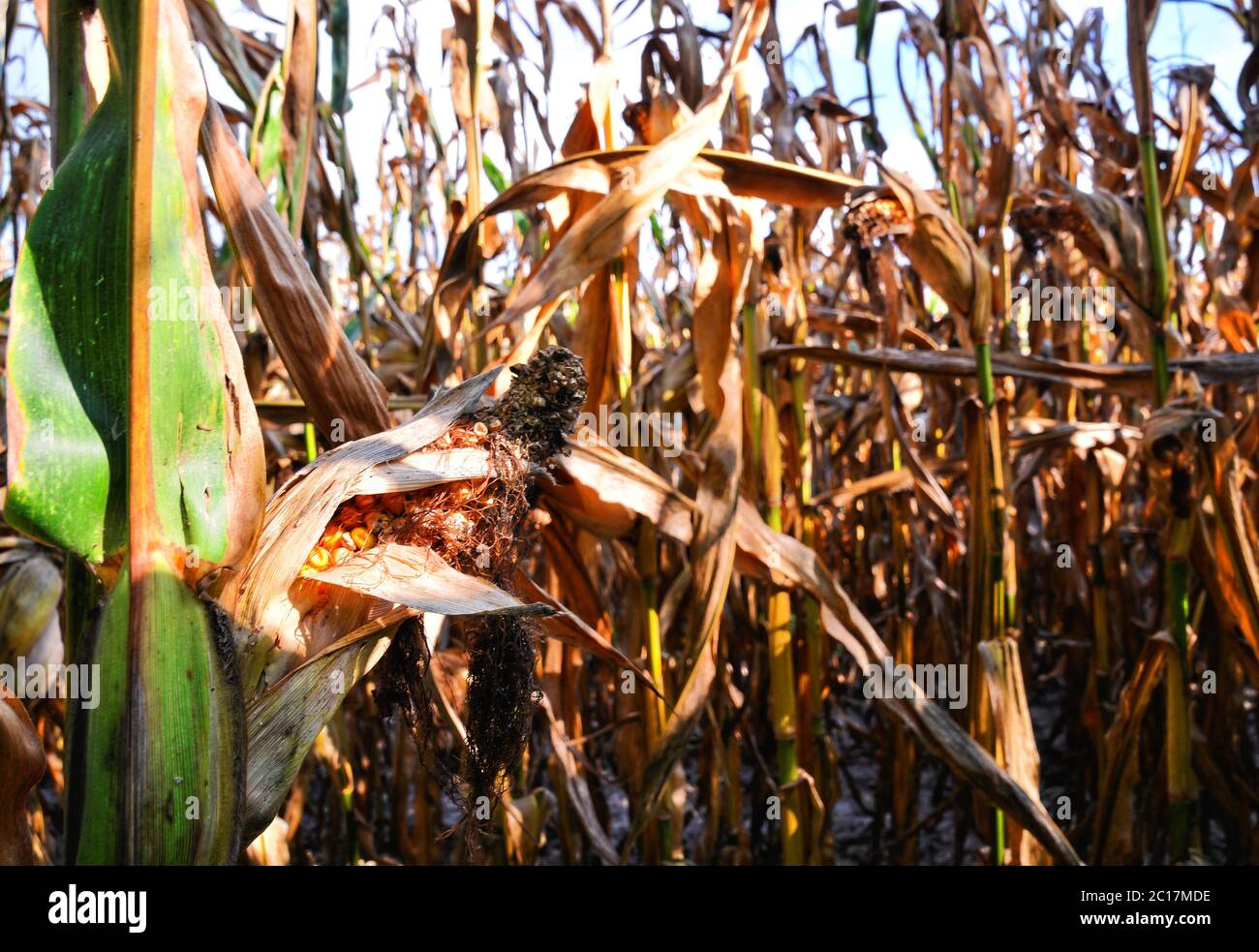 Corn Plant Background Stock Photo - Alamy