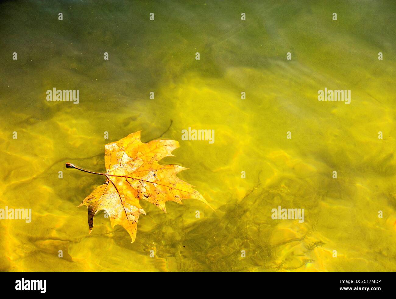 Floating maple leaf hi-res stock photography and images - Alamy