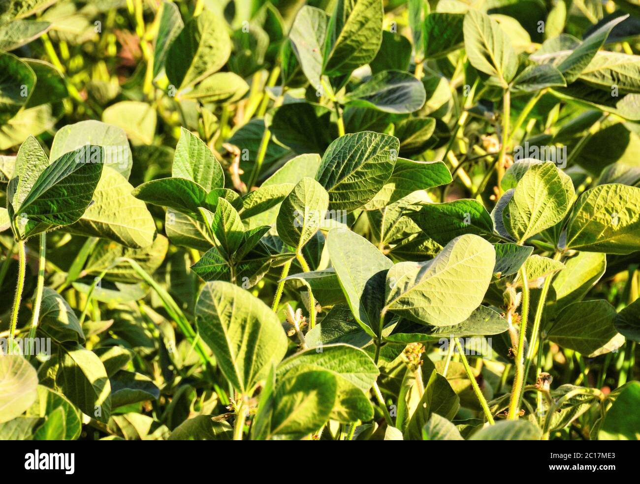 Soy bean plant hi-res stock photography and images - Alamy