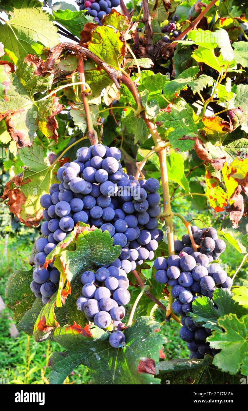 Vineyard Ready to Produce Wine Stock Photo - Alamy