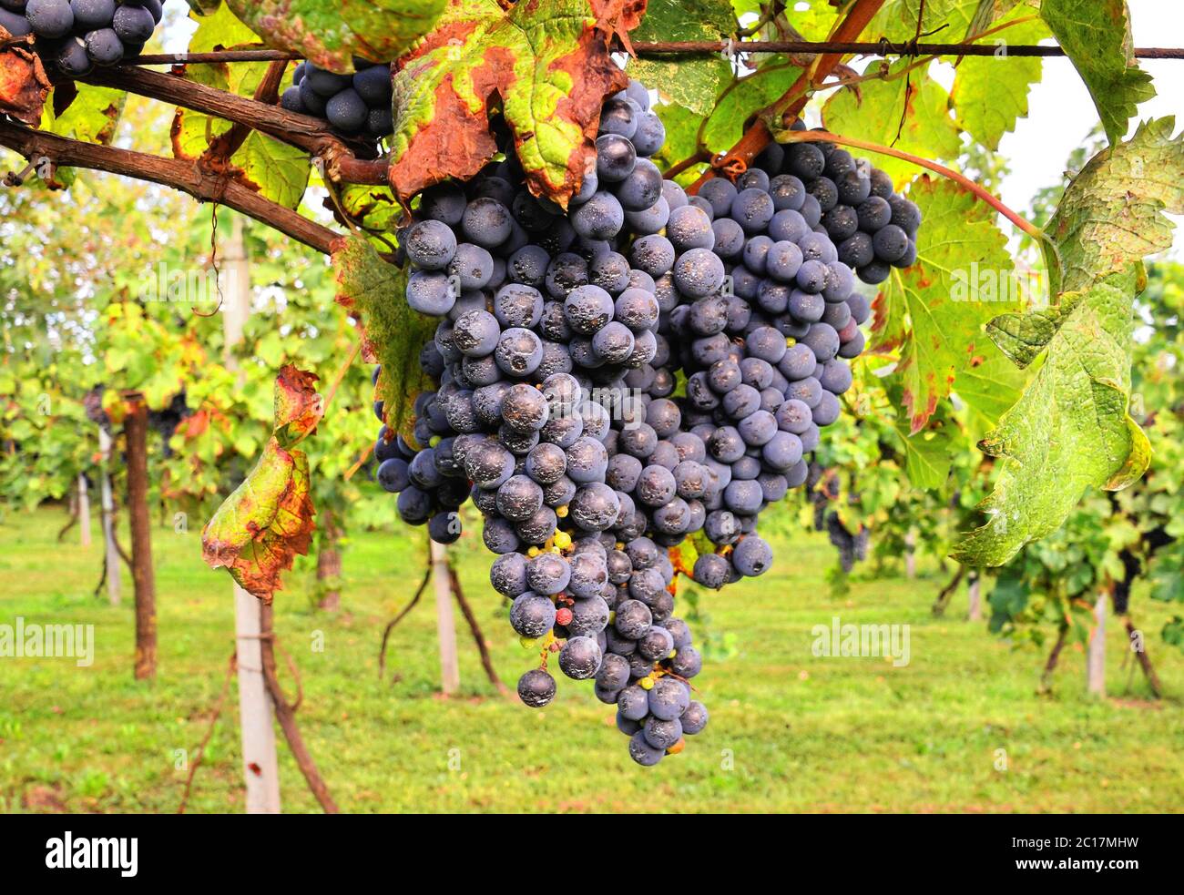Vineyard Ready to Produce Wine Stock Photo - Alamy
