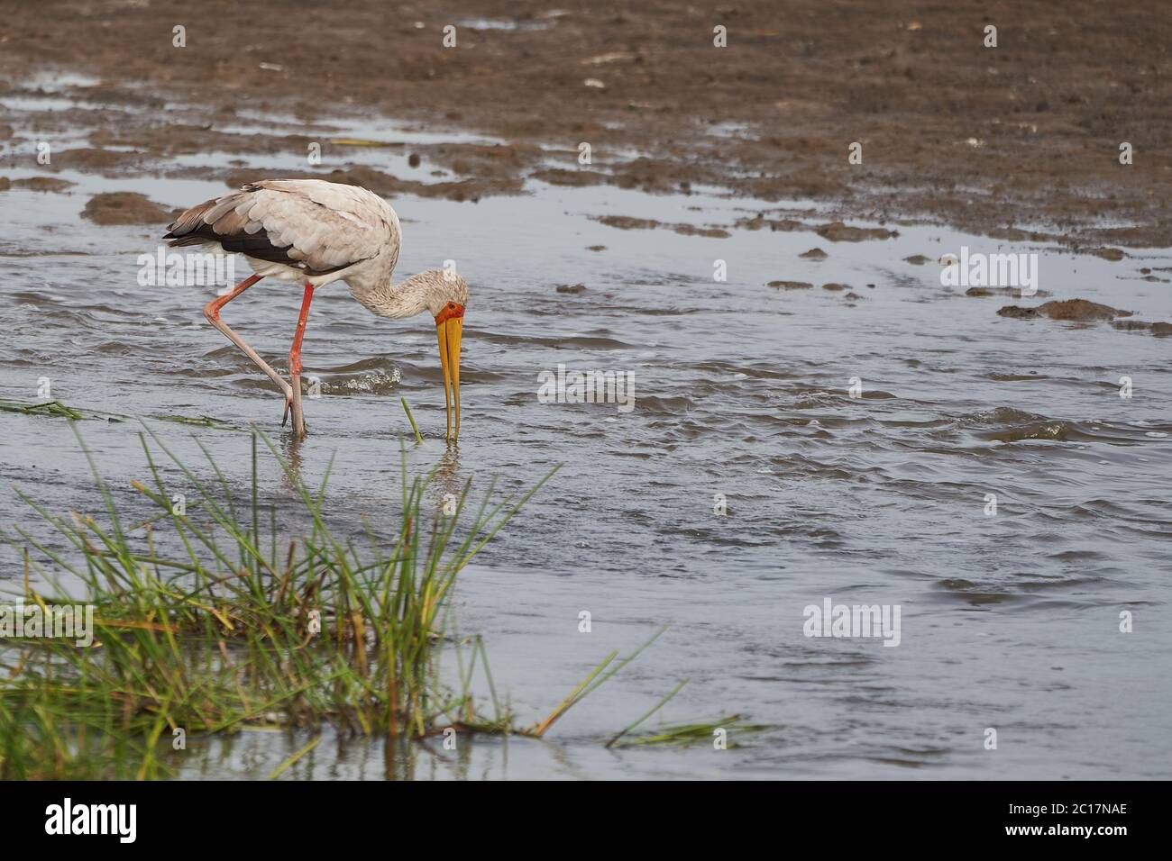 Yellow-billed stork Mycteria ibis also called wood stork or wood ibis ...