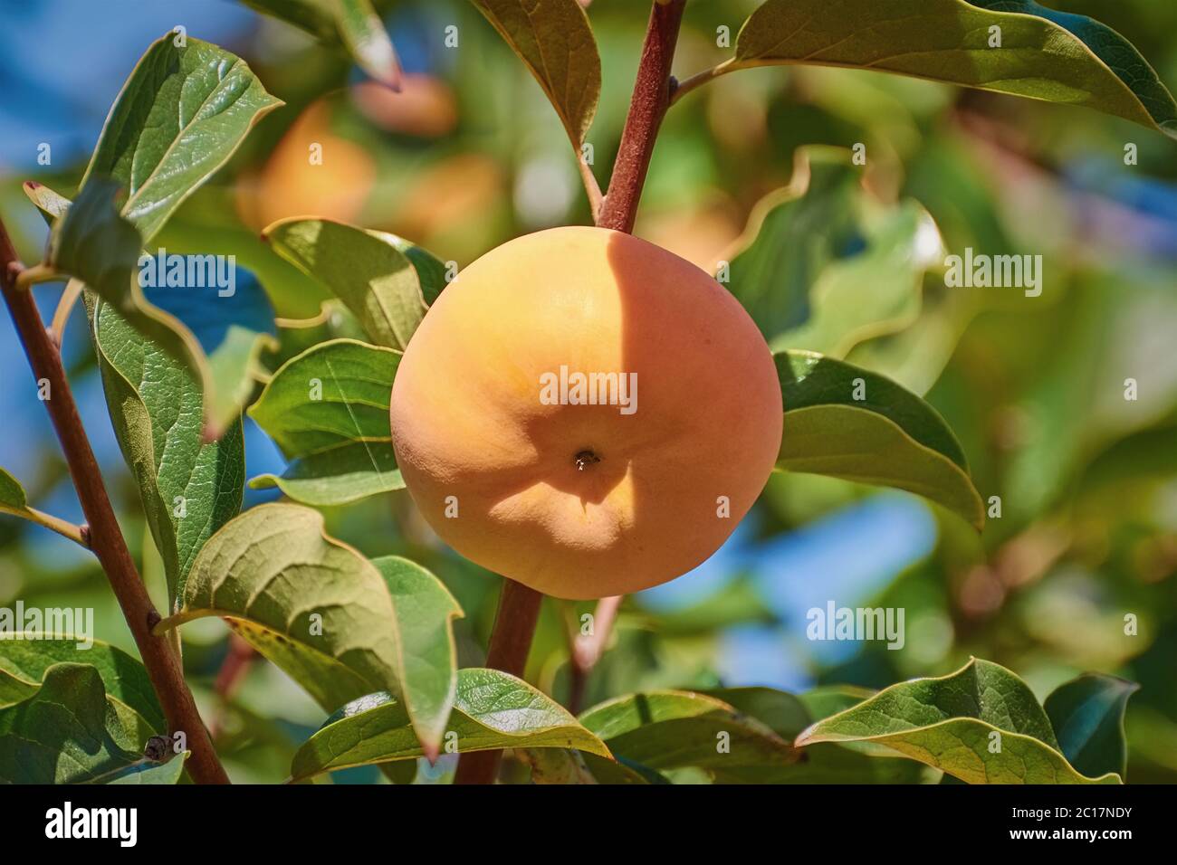 Persimmon on Tree Stock Photo - Alamy