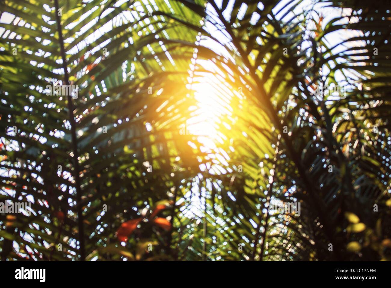 Sun Shining On Leaves High Resolution Stock Photography and Images - Alamy