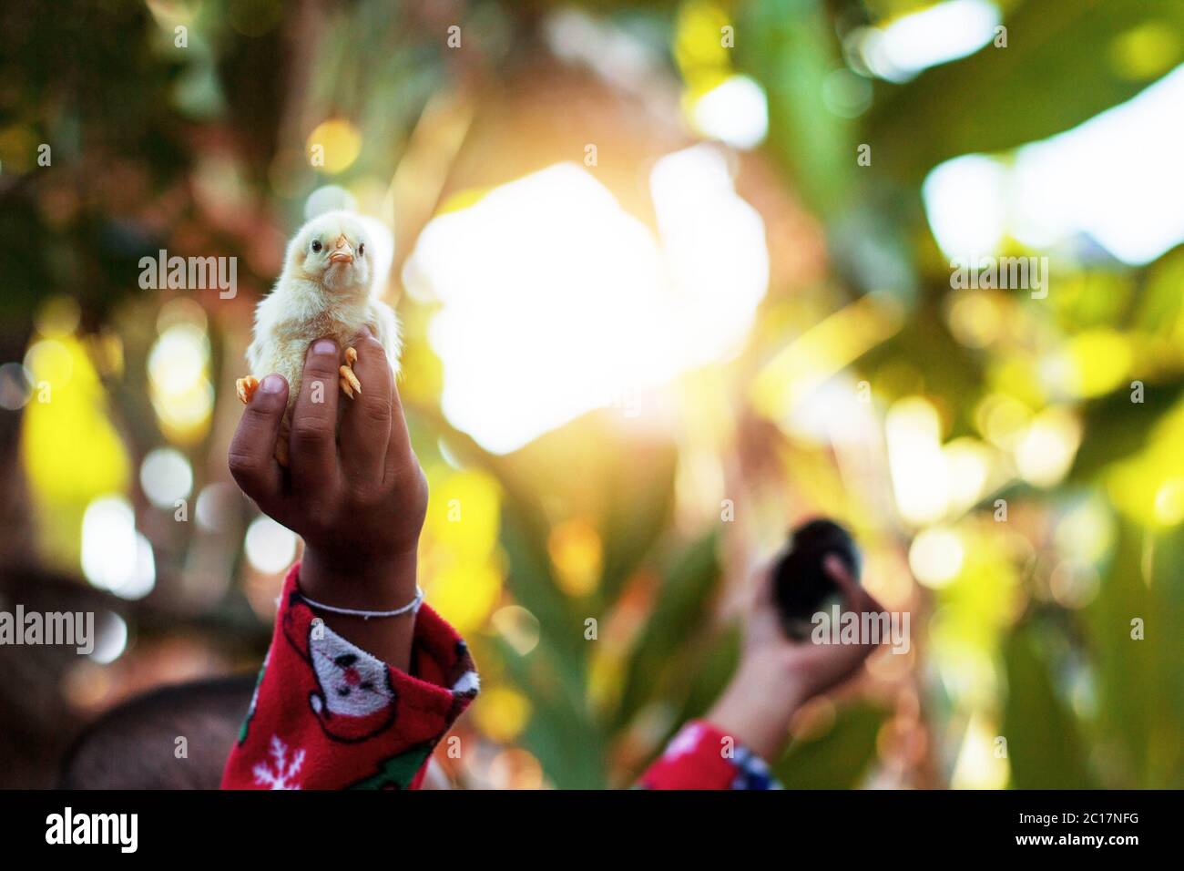 Children holding chicks with sunlight Stock Photo - Alamy
