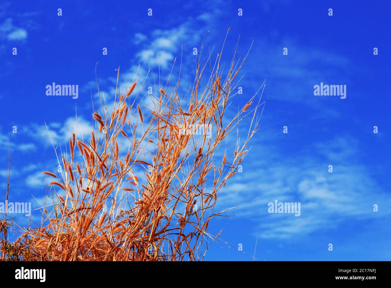 Blue sky dry grass hi-res stock photography and images - Alamy